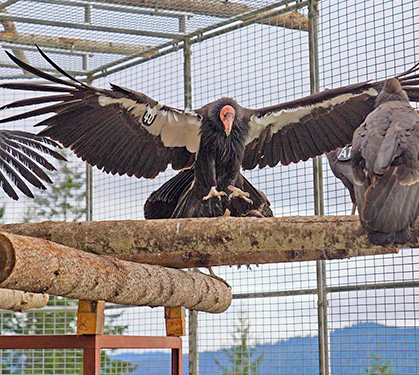 Redwood Parks Conservancy | Guardians of the Redwoods