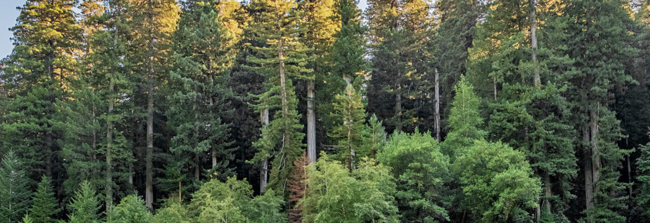 Reservations - Redwood Parks Conservancy