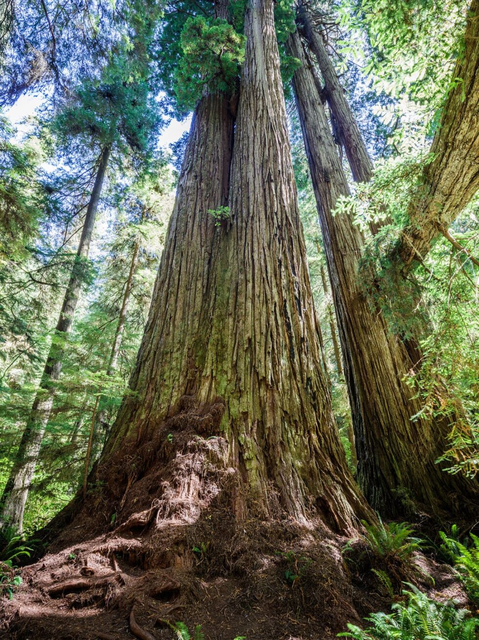 Grove of Titans | Redwood Parks Conservancy