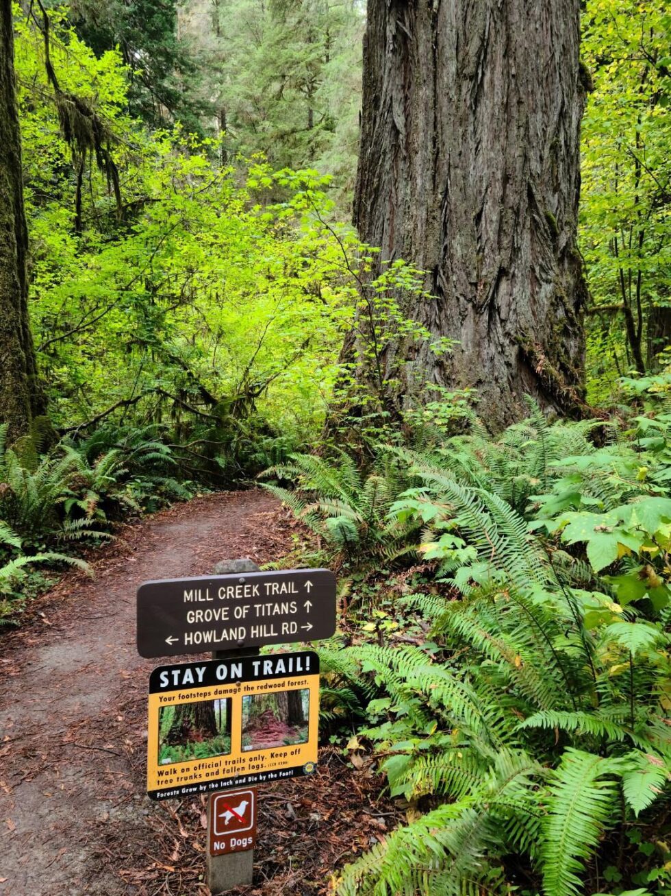 Grove of Titans | Redwood Parks Conservancy