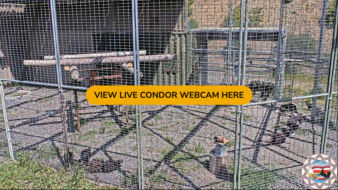 California Condor Restoration Project | Redwood Parks Conservancy